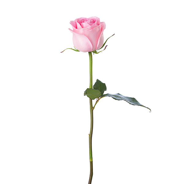 FRESH CUT - LIGHT PINK SINGLE ROSE 50CM 1 STEM